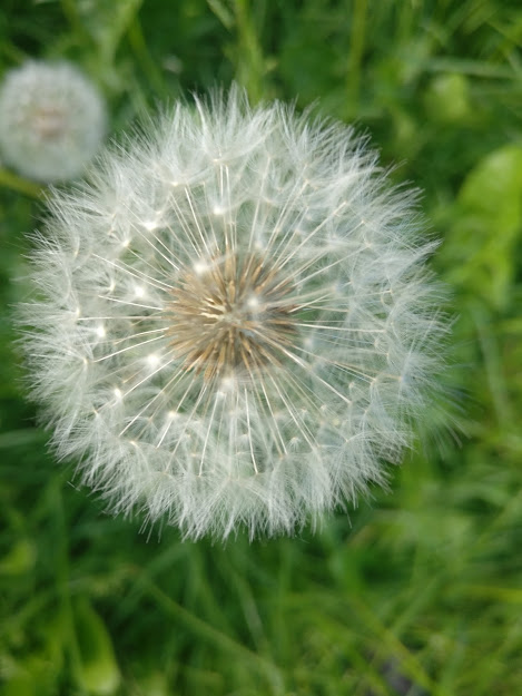Challenge No.5 – Make Your Wind-Dispersed Seeds! | UBC Physics ...